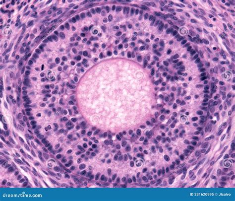 Primordial Follicle Model
