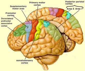 فیزیوتراپی Physiotherapy نیمکره های مخ قشر مغز Cerebral Cortex