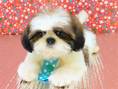 Shih Tzu Puppies For Sale Under 400 Ohio At Tony Beane Blog