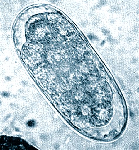 Identifying Internal Parasites In Cattle — Eggzamin™ Top Rated Fec