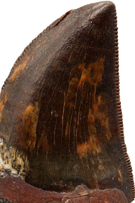 Carcharodontosaurid Tooth 1 39 Inch The Fossil Emporium