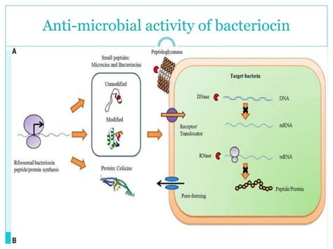 Bacteriocins From Lactic Acid Bacteria Pptx Chemistry Science