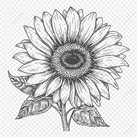 Drawing Of Sunflower In Black And White Outline Sketch Vector Realistic