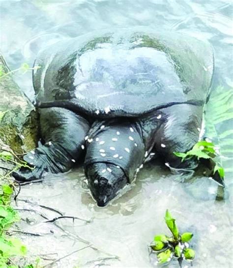 Critically Endangered Black Softshell Turtle Found In Belbari The Himalayan Times Nepals Critically Endangered Black Softshell Turtle Found In Belbari The Himalayan Times Nepals