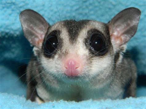 Download A Sugar Glider In Its Natural Habitat