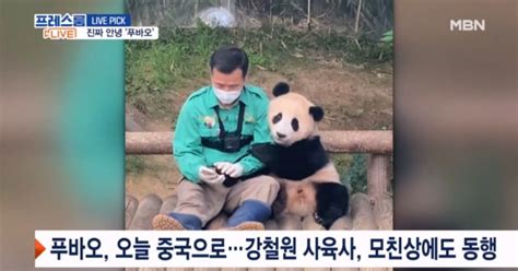 행복을 주는 보물 푸바오 떠난다 배구 여제 김연경 다시 갈림길에 [프레스룸live Live Pick]