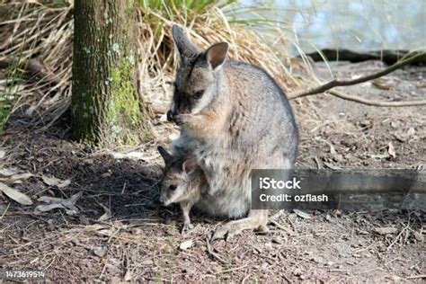 The Tammar Wallaby Has A Joey In Her Pouch With Its Head Sticking Out