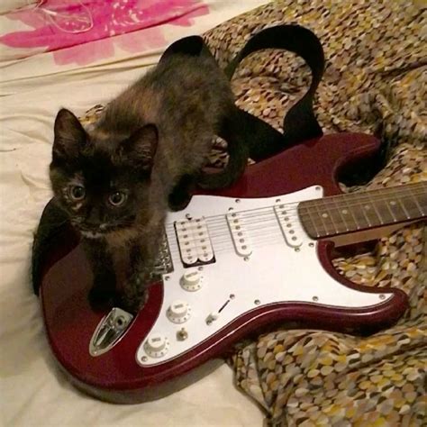⋆ ☠︎︎ ⋆ ₊˚ Cool Electric Guitars Guitar Electric Guitar