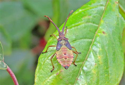 Box Bug Gedling Conservation Trust Nottingham