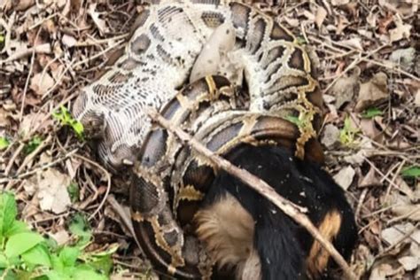 Viral Video Of Python Trying To Swallow A Goat