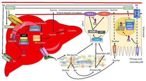 Bile Production And Stress At Jamie Mealmaker Blog