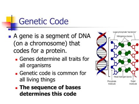 Ppt Protein Synthesis Powerpoint Presentation Id6351156