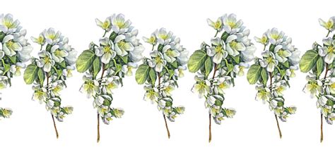 흰색 배경에 사과 꽃이 있는 매끄러운 림 수채화 분기 봄 향기로운 꽃입니다 낭만적 인 축하를위한 무성한 단풍 결혼식 초대 또는 3 월 8 일 국경 벽지 포장 0명에 대한