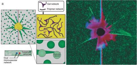 A Schematic For Microvascular And Microcapsule Based Hema Hea