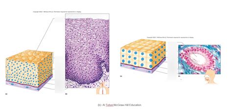 Stratified Squamous And Stratified Cuboidal Ephelia Diagram Quizlet