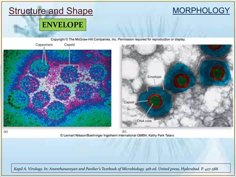 Herpes Simplex Viral Infection Dr Sanjana Ravindra Pdf