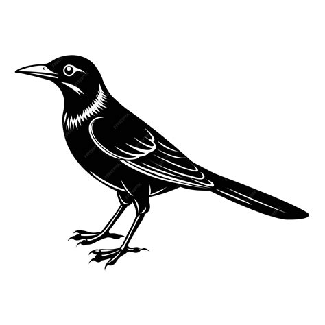 Premium Vector Silhouette Of A Grackle On White