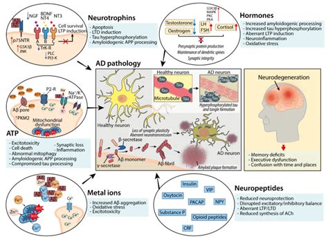 Of Neuromodulator Dysfunction In Alzheimers Disease Alterations To Download Scientific