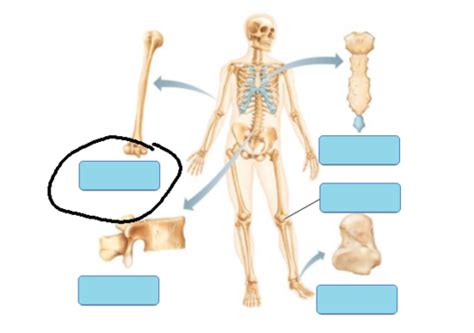 Anatomy Unit 3 Chapter 6 Flashcards Quizlet