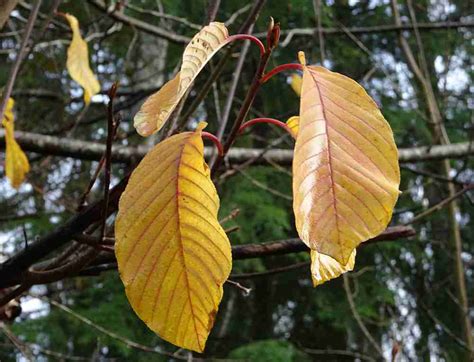 Botany Quiz Trees Comox Valley NatureComox Valley Nature
