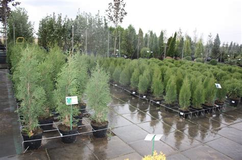 О компании «ФЛОРАЛАЙФ», г. Москва