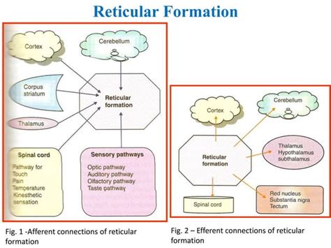 Reticular Activating System Pptx Brain And Nervous System Disorders