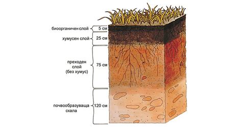Кои почви са подходящи за различните видове вино Български Фермер