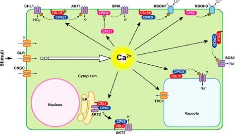 Schematic Model Of Ca 2 Mediated Signal Transduction Processes In A