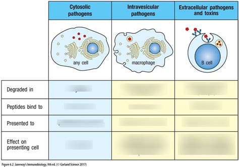 Antigen Processing And Presentation Diagram Quizlet