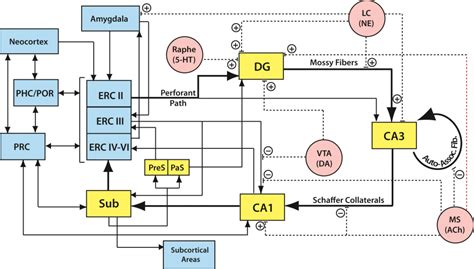 Information Processing In The Hippocampus Yassa Lab