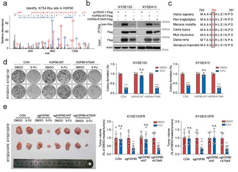 Cell Discov 丁酰化修饰组学研究揭示癌症耐药新机制 知乎