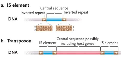 Hanaa Fayed On Linkedin Insertion Sequences Iss And Transposons The Two Types Of Elements