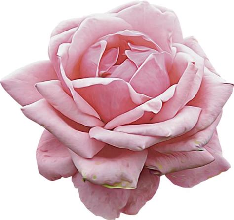 Flores Flowers Floral Illustrations Floral