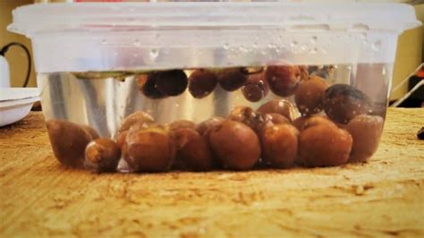 Float Tree Nuts To Test Viability How Accurate Is It GrowIt BuildIT