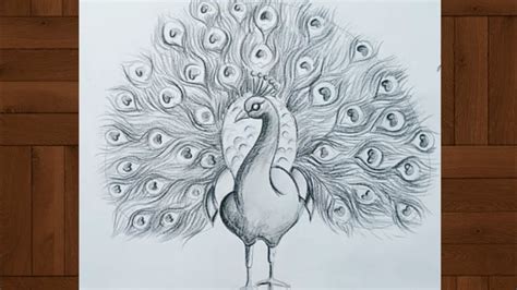 Peacock Dancing Sketch