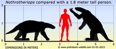 Giant Sloth Compared To Human