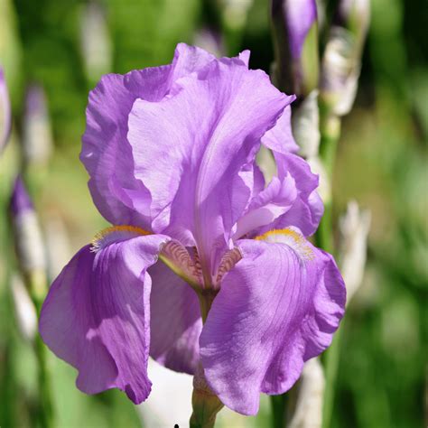 Iris Meaning And Example At Jayden Nobbs Blog