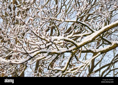 Tree With No Branches Hi Res Stock Photography And Images Alamy