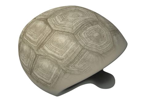 Turtle Shell Skeleton 3d Model By 3d Horse