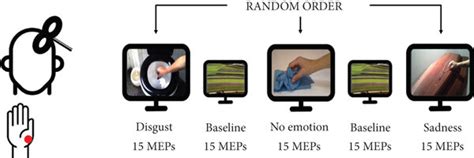 Experimental Paradigm Corticospinal Excitability Of The Left Primary