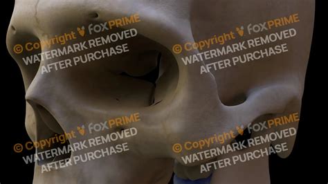 Zygomatic Bone Left Foxprime