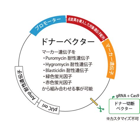 Viking Kit 点変異エディション 株式会社セツロテック