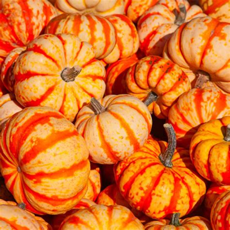 50 Types Of Pumpkins A To Z Photos Butter N Thyme
