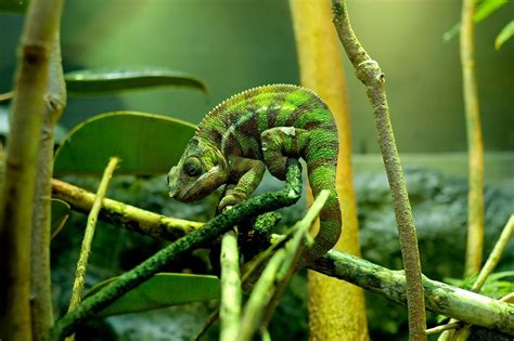 Chameleon Adaptations
