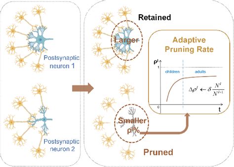 Figure From Adaptive Sparse Structure Development With Pruning And Regeneration For Spiking