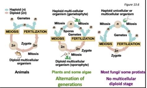 Chapter Meiosis Sexual Life Cycle Flashcards Quizlet