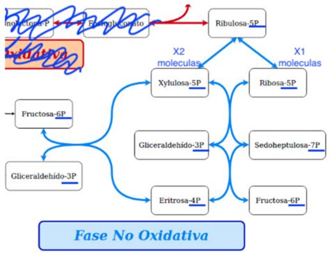 Ruta De Las Pentosas Fosfato Guía Flashcards Quizlet