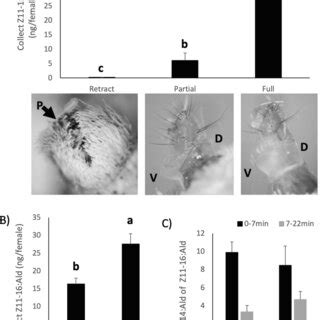 Collections Of Sex Pheromone From Glands Of Decapitated Female Download Scientific Diagram