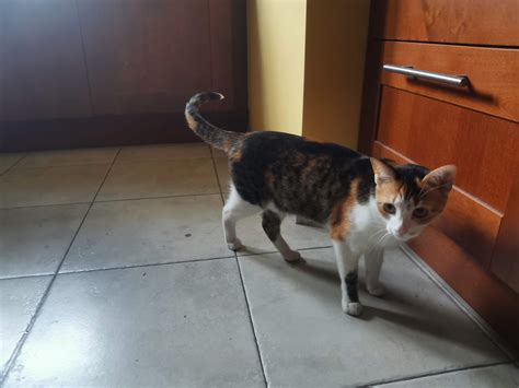 Cat Detection Object Detection Dataset By Ruszczka