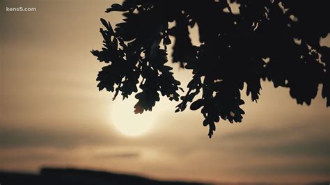 Oak Pollen Plans To Stick Around For The Next Few Weeks